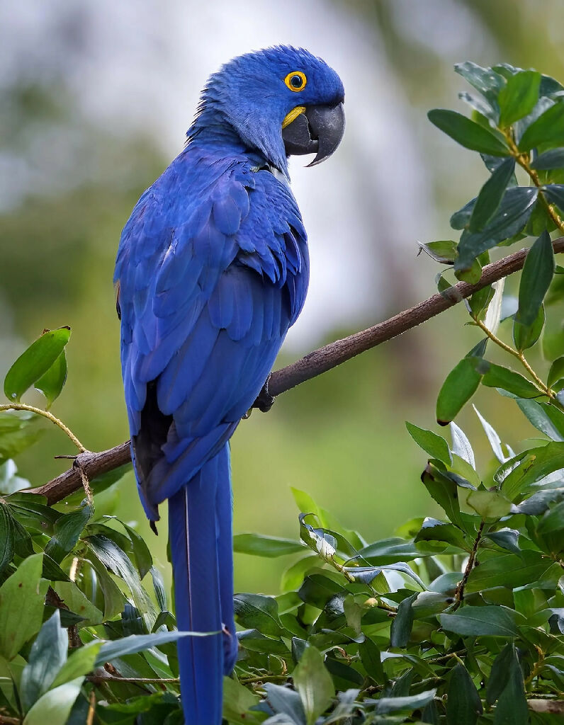 realistic blue color parrot